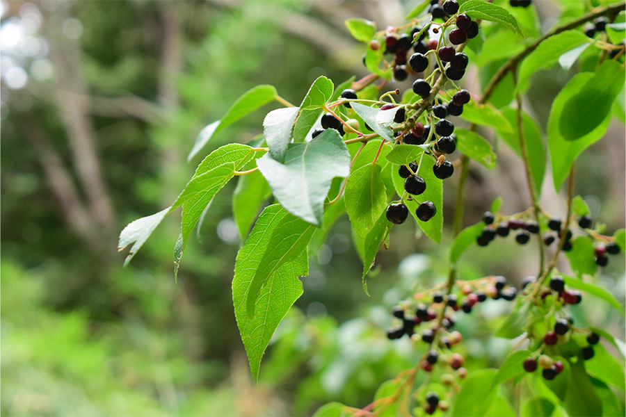 Maqui – 1000genomas