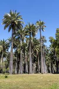 Palma Chilena – 1000genomas