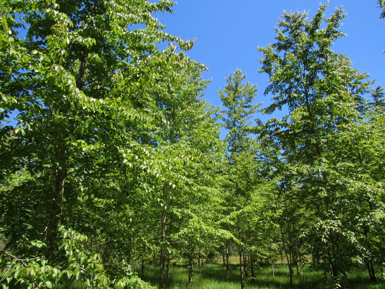 Ruil – 1000genomas